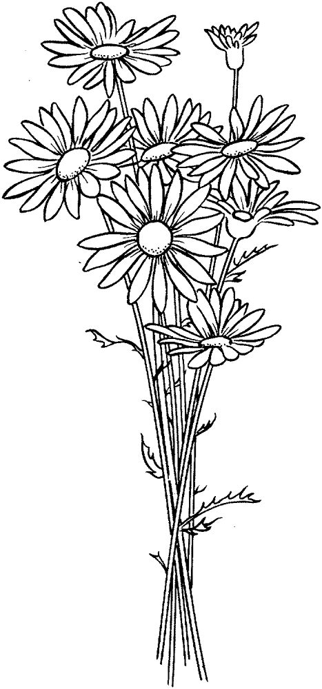 Daisies Coloring Page Free Printable