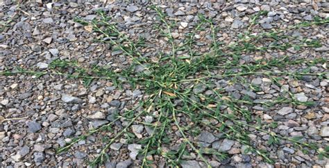 Wire Weed Polygonum Aviculare Weedforce