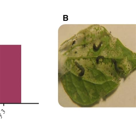 Insect Bioassay A Graphical Representation Of Insect Bioassay Download Scientific Diagram