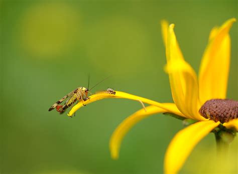 Flower Insect Selective Focus Freshness Flower Head 2k Summer