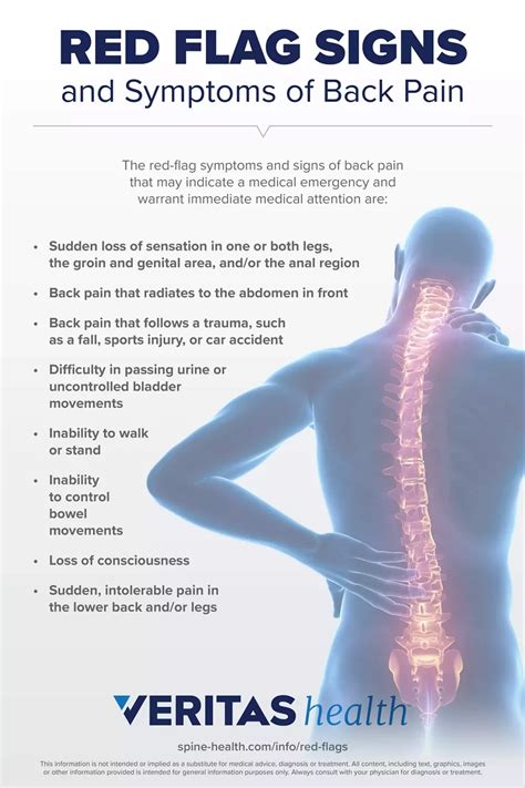 Spinal Canal Artofit