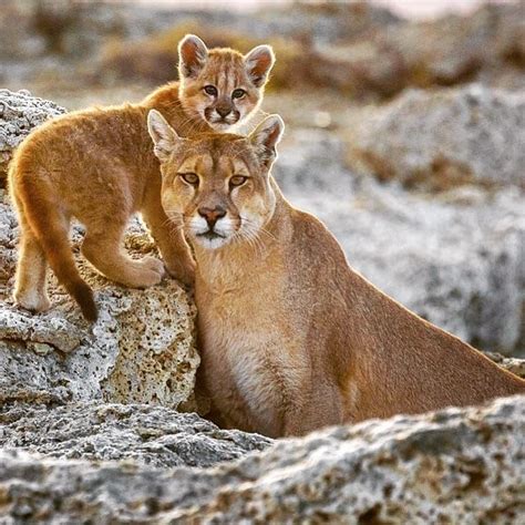 Puma Cubs