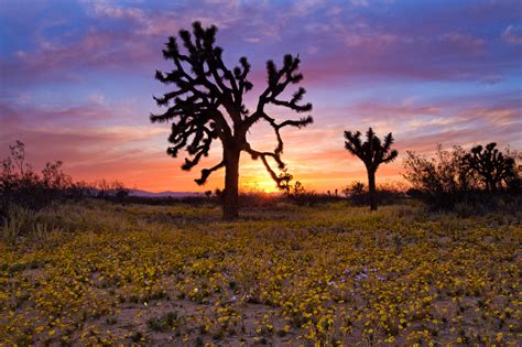 Are There Antelope In Antelope Valley At Catherine Grant Blog
