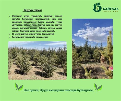 Байгаль Үндэс Гацуур Picea Өргөслөг хурц үзүүртэй ширүүн ногоон өнгийн богинохон