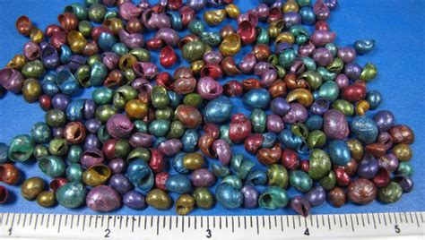 Tiny Metallic Dyed Nerite Seashells 316 516 1 Tbls 200 Mini