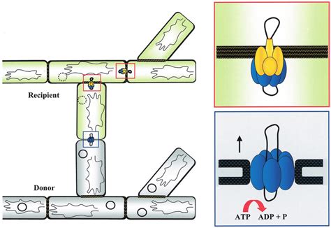 Model For Conjugative Plasmid Transfer In Streptomyces The Hyphal Tips Download Scientific