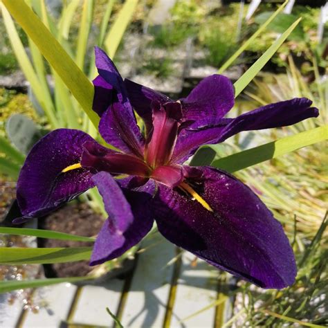 Iris Louisiana Black Gamecock The Water Garden