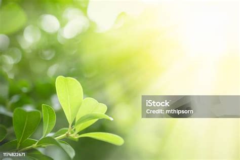 자연을 가까이에서 보면 햇빛 아래 흐린 녹지 배경에 녹색 잎을 보케와 복사 공간으로 사용 하 여 배경 자연 식물 풍경 생태 벽지 개념으로 사용 합니다 0명에 대한 스톡 사진