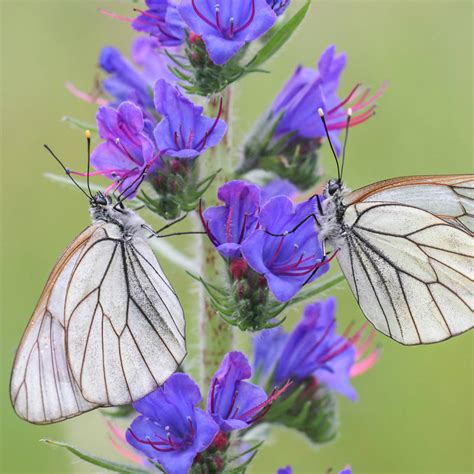 Echium Vulgare Vipers Bugloss Seeds Stocks And Green