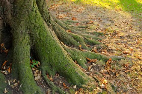 Root Pruning Services In Portland OR Urban Forest Pro