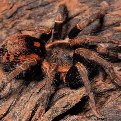 Hapalopus Guerreroi Speckle Patch Guerilla Tarantula Happyforeststore