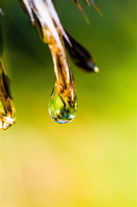 Macro Plant Water Free Photo On Pixabay Pixabay