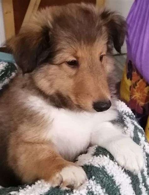 Akc Registered Shetland Sheepdogs Puppies