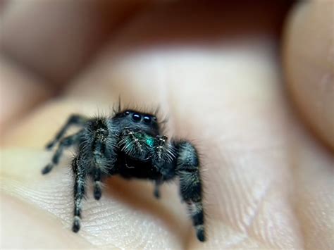 Male Subadult Phidippus Audax “bold” Jumping Spider 25 True Spider By