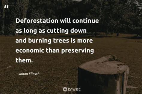 82 Tree Quotes To Encourage Growth And Preservation