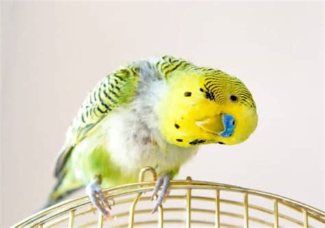 Parrot Digestive System Digestive System In Birds