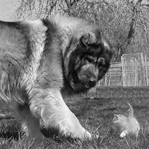 Caucasian Shepherd Dog Dog Breed Information American Kennel Club