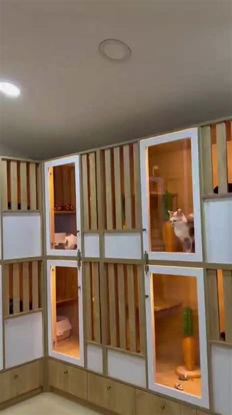 Vet House Vet Hospital Georgia 👉 ეს ვიდეო თქვენთვისაა თუ ლეკვი კნუტი ახლა მოგყავთ სახლში 👉 ეს