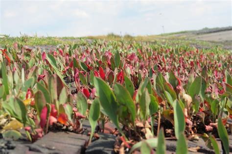 Premium Photo Riparian Vegetation