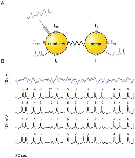 Pyramidal Neuron Model A Schematic Representation Of The Download Scientific Diagram