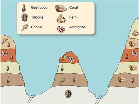 How To Determine An Index Fossil