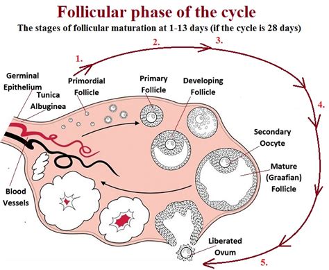 Menstrual Cycle Phases The Follicular Phase Ovulation