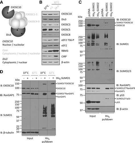 Cooling Induced Sumoylation Of Exosc10 Down Regulates Ribosome Biogenesis