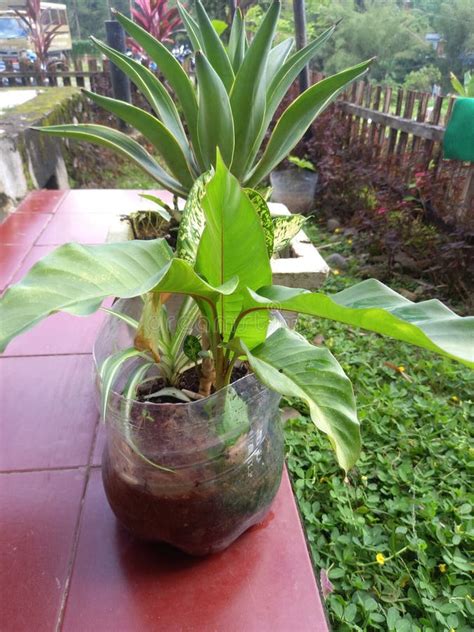 Two Flower Pots Are Lined Up Stock Image Image Of Morning Lined