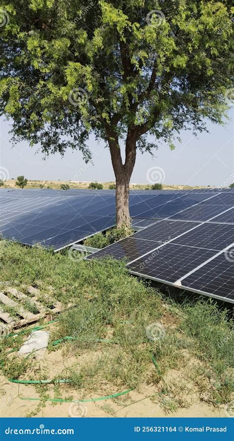 Tree In Between Solar Module Stock Photo Image Of Plant Fence