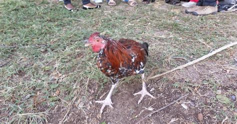 Tamelasa Cuhas Bugango Matukio 2