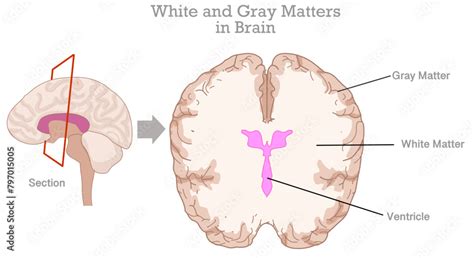 White Gray Matter Ventricle In Human Brain Gray Tissue In Cerebellum Cerebrum And Brain