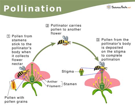 Diagram Of Flower Pollination Fertilization In Plants For Ki
