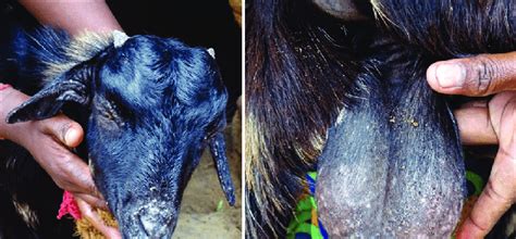 Dermatitis With Dried Scabs On The Face Ears A And Scrotum B Of A