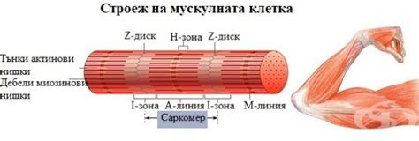 Строеж на мускулната клетка | Физиология