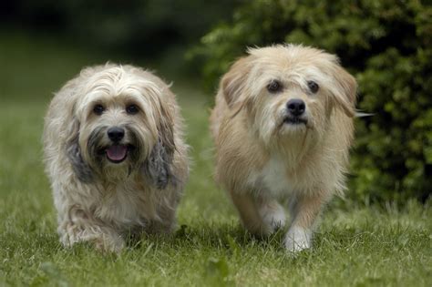 Benji The Dog Breed