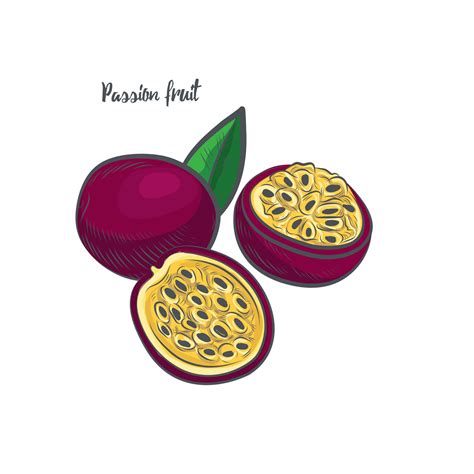 Passion Fruit Sketch Vector Illustration 5895820 Vector Art At Vecteezy