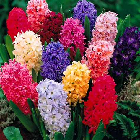 Hyacinth The Flowers Express Philippines