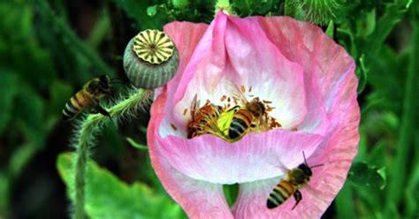 개양귀비에 모여 꿀 따는 벌