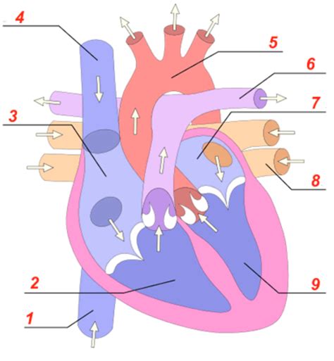 Biology Unit 1 The Cardiovascular System Diagram Quizlet