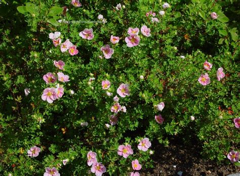 Лапчатка кустарниковая 'Принцесс' – купить Лиственные на Sadik.ru