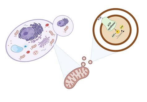 Mitochondrial Derived Vesicles Retain Membrane Potential And Contain A Functional Atp Synthase