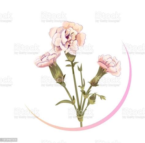 둥근 어머니의 날 카네이션과 승리의 날 카드 흰색 빛 분홍색 꽃 나뭇 가지 흰색 배경 디자인에 대한 서클 템플릿 수채화 스타일의 빈티지 식물 학적 일러스트 벡터 꽃 식물에