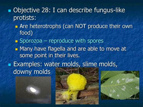 Kingdom Protista Ppt Download