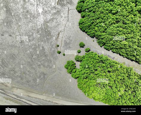 Green Mangrove Forest With Morning Sunlight Mangrove Ecosystem