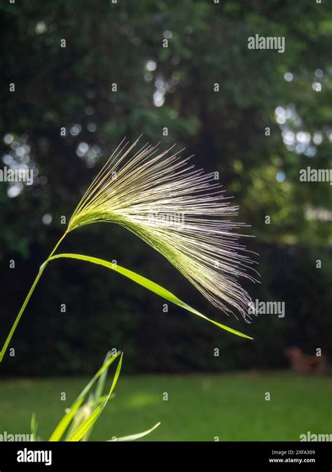 A Plume Of Hordeum Jubatum Grass Close Up And Illuminated By A Ray Of
