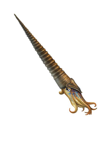 Mollusca Cephalopods Silurian Reef The Field Museum