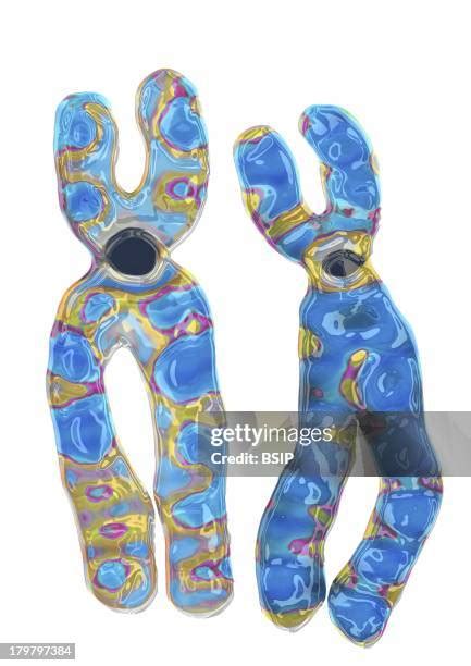 Human Chromosomes Photos Et Images De Collection Getty Images