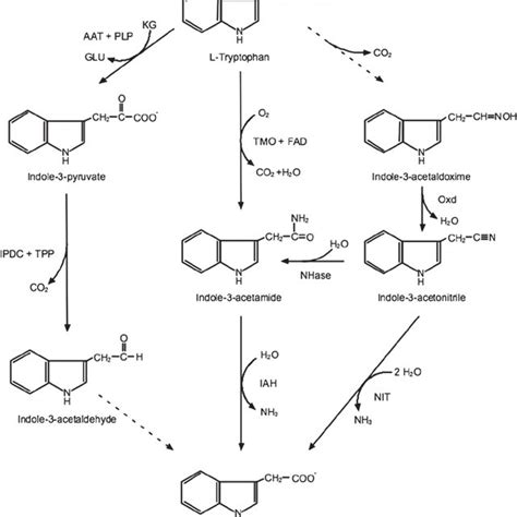 Pdf Activity Distribution And Function Of Indole 3 Acetic Acid