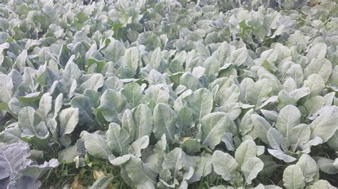 กรมส่งเสริมการเกษตร แนะนำ ‘5 วิธีดูแลพืชผักในช่วงฤดูหนาว เรื่อง