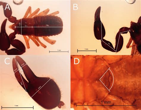 Measurements Of Each Structure For Sexual Dimorphism Analysis All Download Scientific